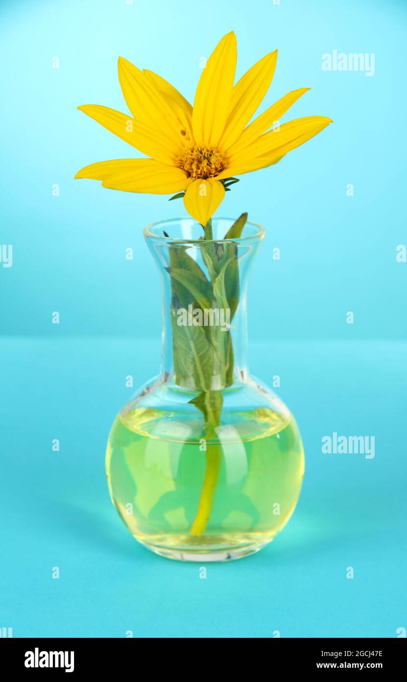 Flower in test-tube on light blue background Stock Photo - Alamy