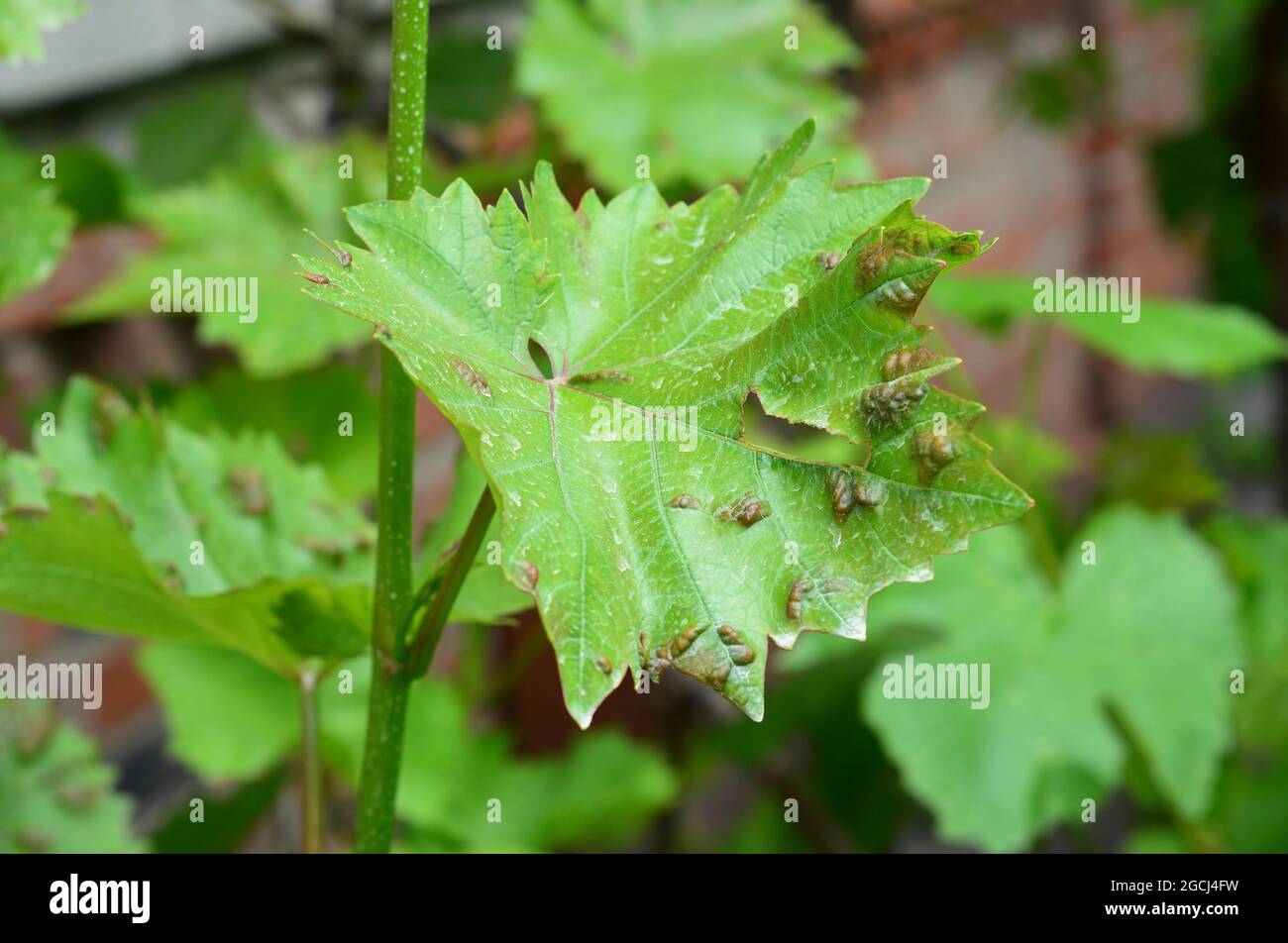 Anthracnose (Elsinoe ampelina) a fungal grapevine disease with reddish ...