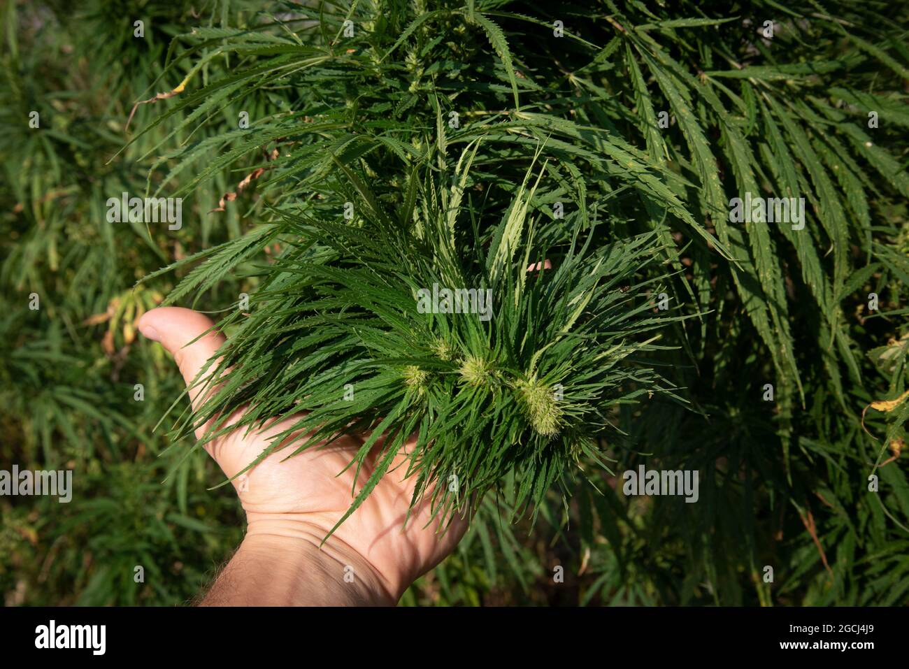 a very dense and green bud of a hemp bush in the palm of a person Stock ...