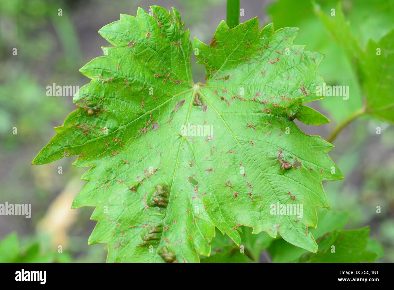 A close-up of grapevine Anthracnose disease with red spots on the leaves. The signs and symptoms ...