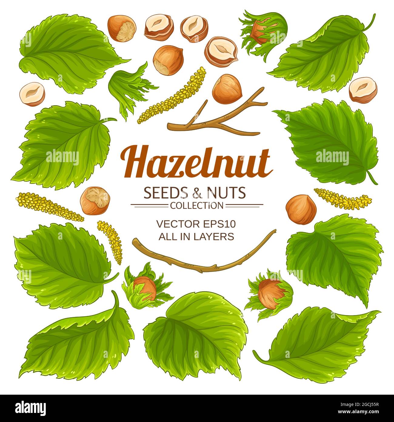 Hazel leaf illustration Stock Vector Images - Alamy