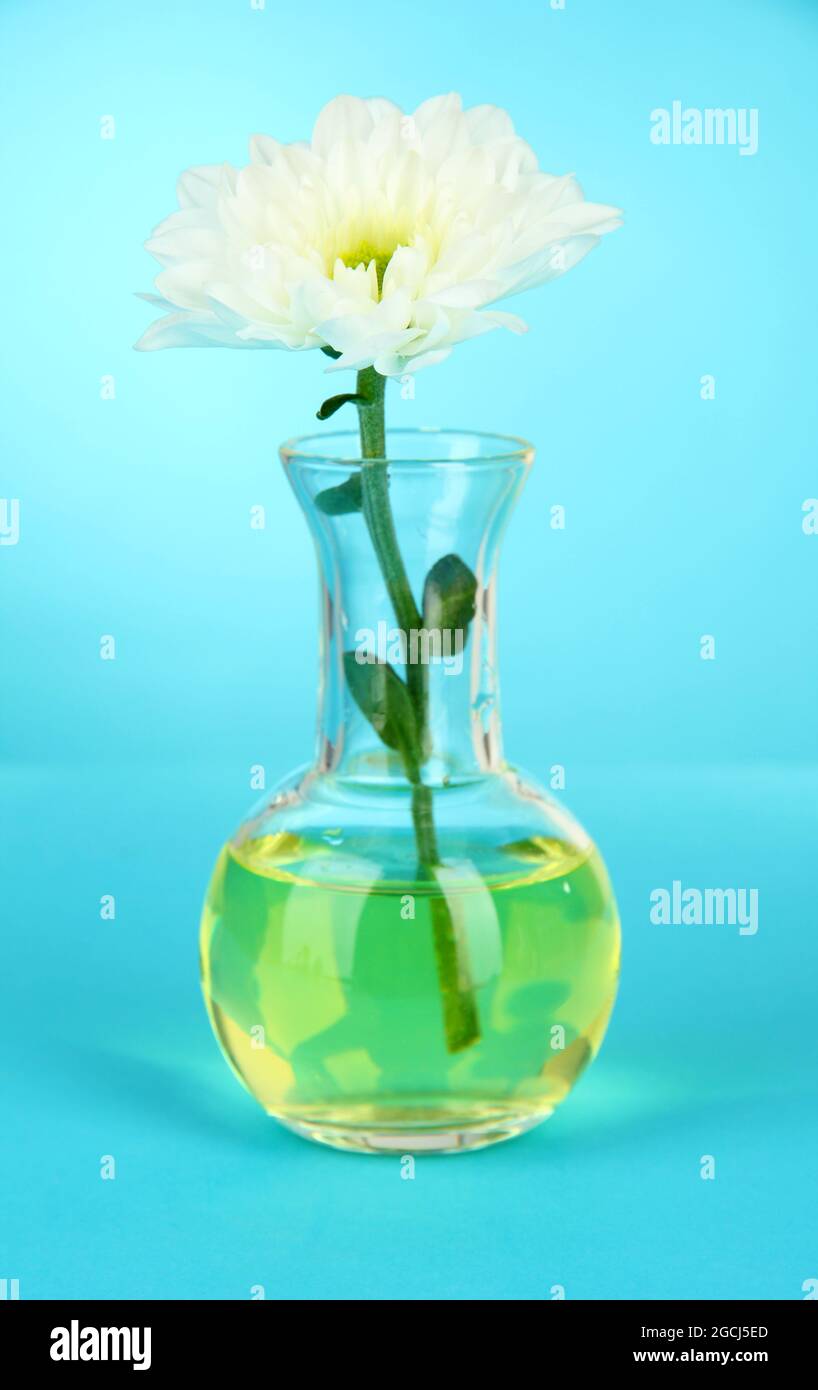 Flower in test-tube on light blue background Stock Photo - Alamy