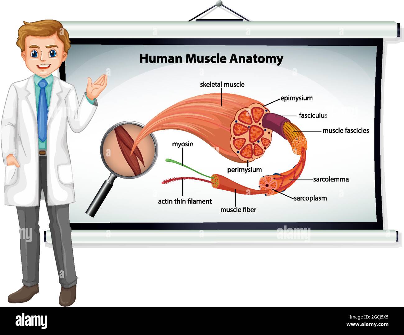 Human muscle anatomy with body anatomy illustration Stock Vector Image ...