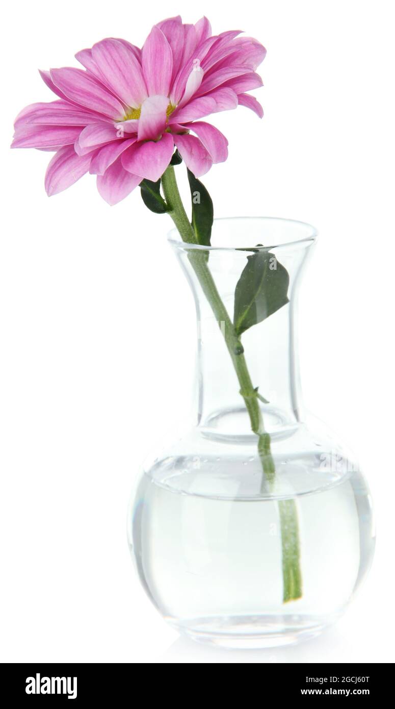 Flower in test-tube isolated on white Stock Photo - Alamy