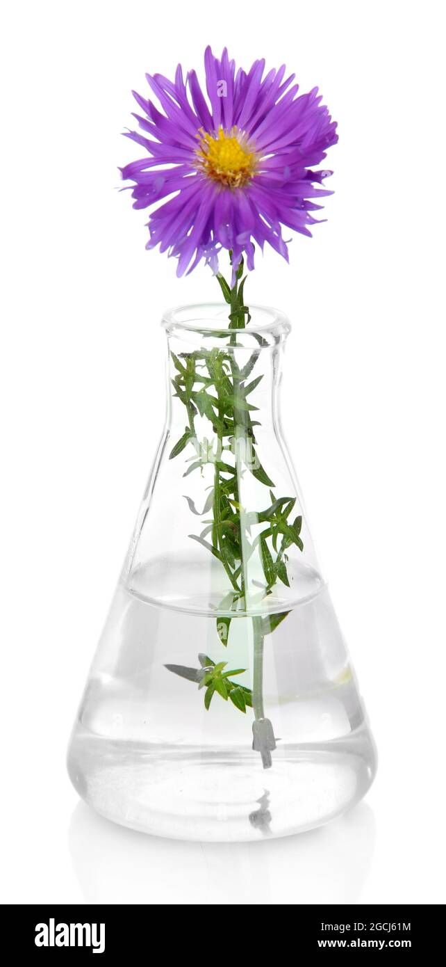 Flower in test-tube isolated on white Stock Photo - Alamy