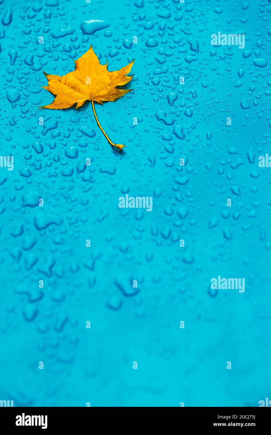 Yellow leaf and drops on the blue waterproof material Stock Photo - Alamy