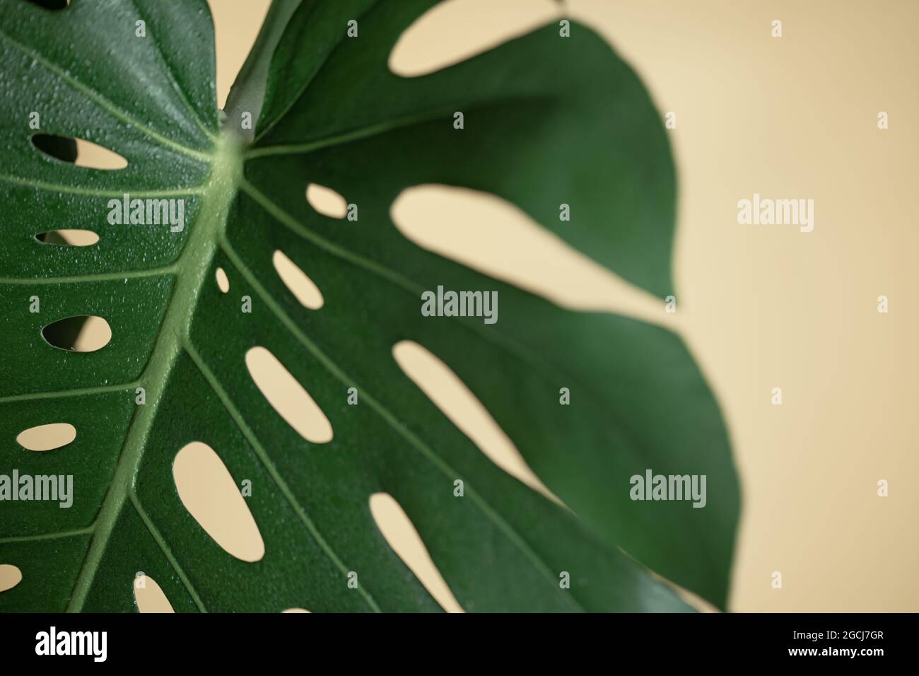 Close up of natural leaf of monstera tropical plant Stock Photo - Alamy