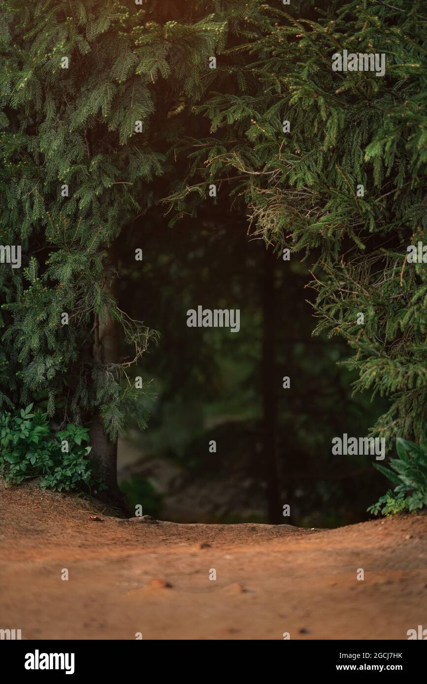 Dark coniferous forest with old spruce and pine trees Stock Photo - Alamy