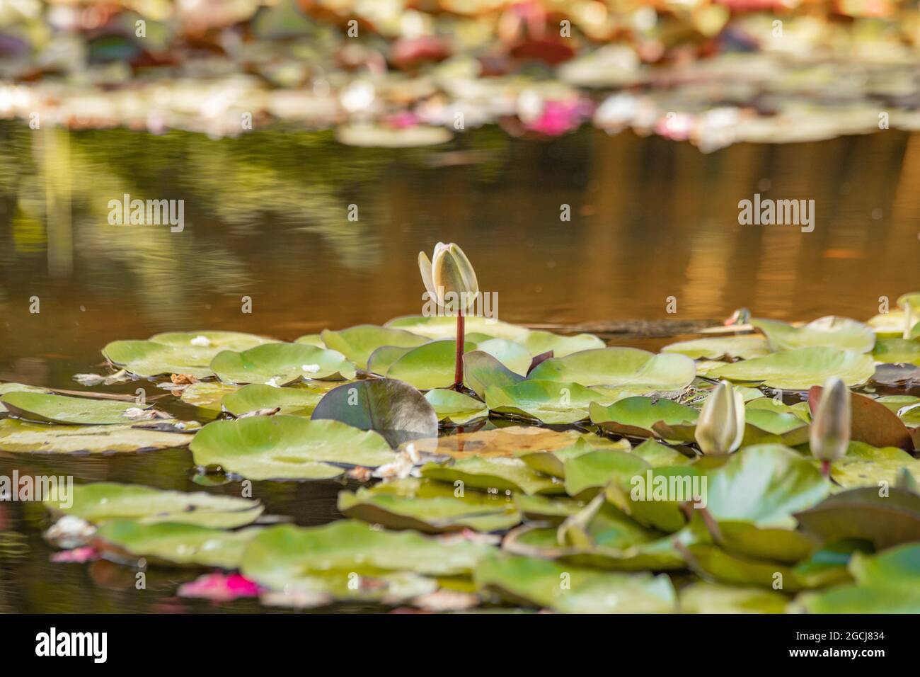 blooming water lilies on the lake in the sun Stock Photo - Alamy