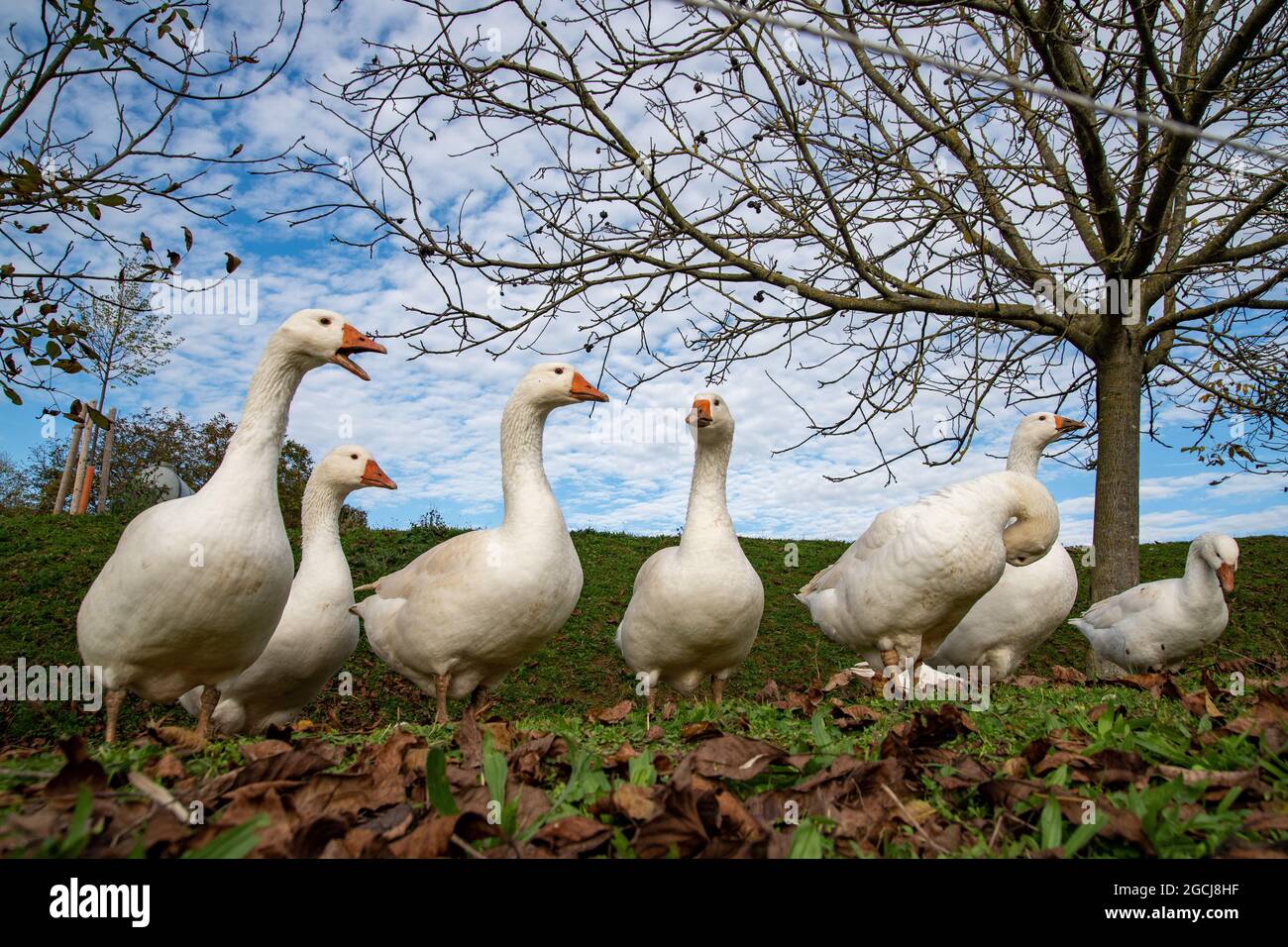 Pasture animals hi-res stock photography and images - Alamy