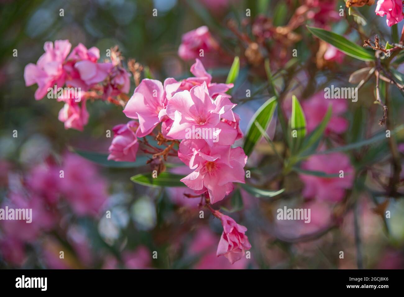 Nerium pink oleander. Beautiful flowers close up Stock Photo - Alamy