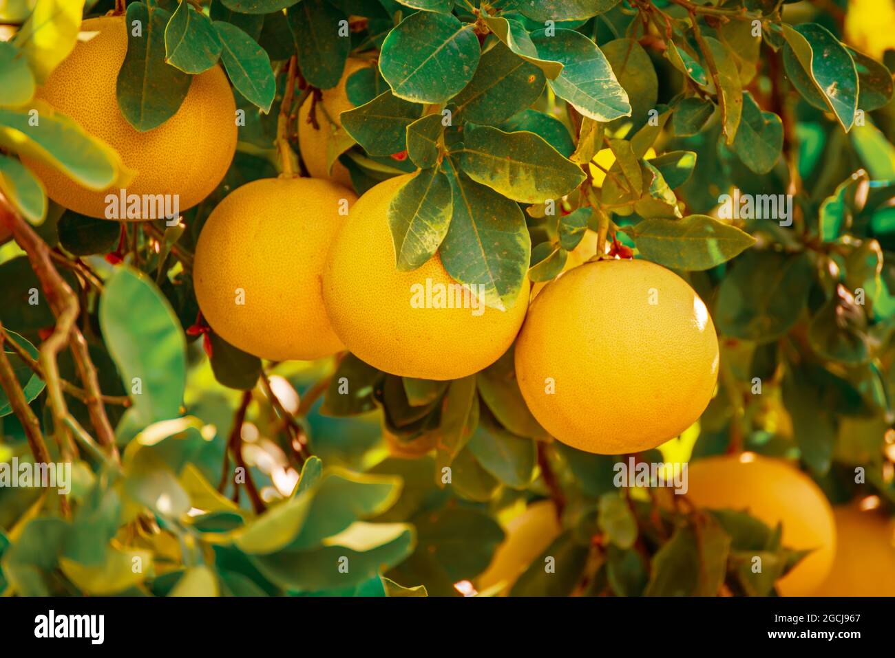 Pomelo fruit in garden Stock Photo - Alamy