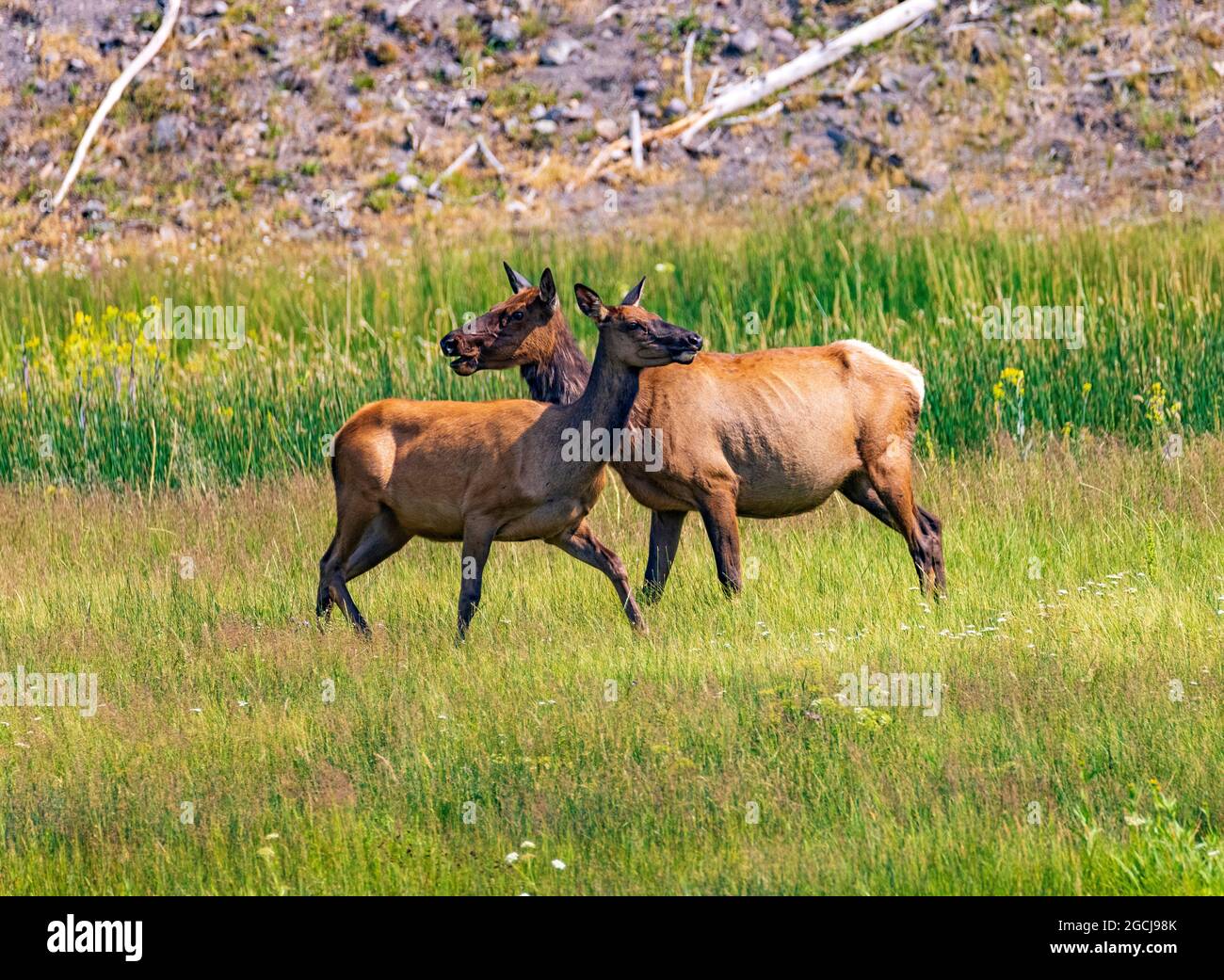 Two cow elk cross necks to check out the area both ways. These ...