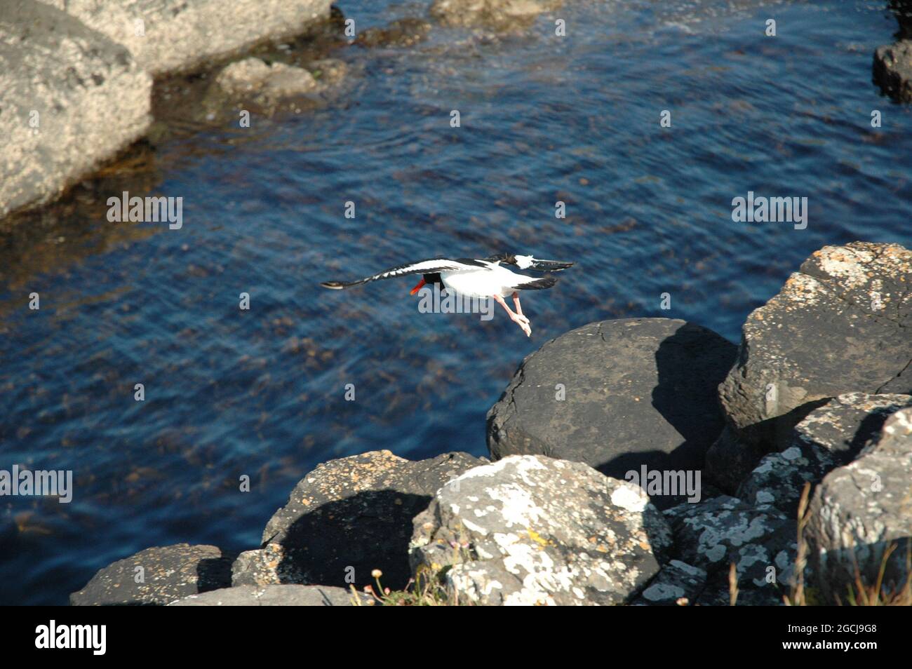 White bird flying from the stone towards the water Stock Photo - Alamy