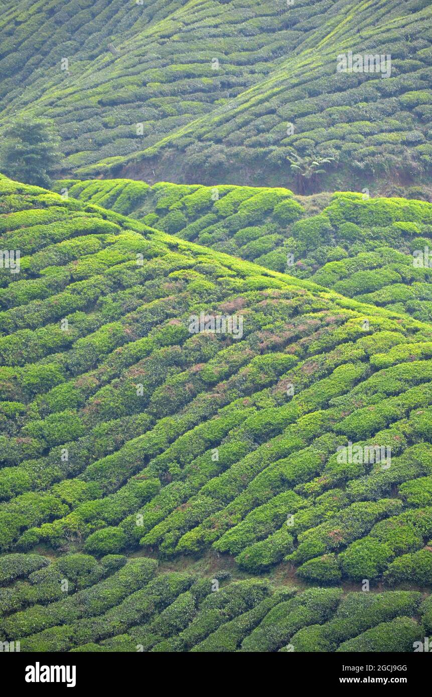 Vertical shot of a beautiful tea plantation Stock Photo - Alamy