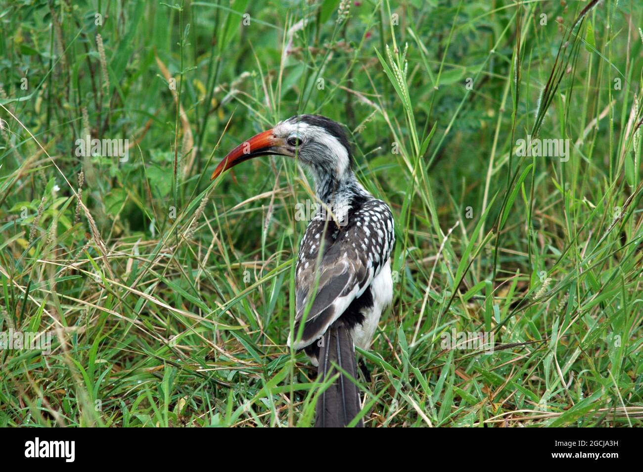 Red beak toko hi-res stock photography and images - Alamy