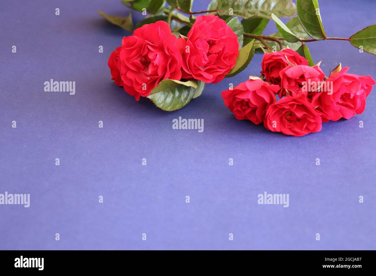 Few red roses and petals on the purple background, with empty space for ...
