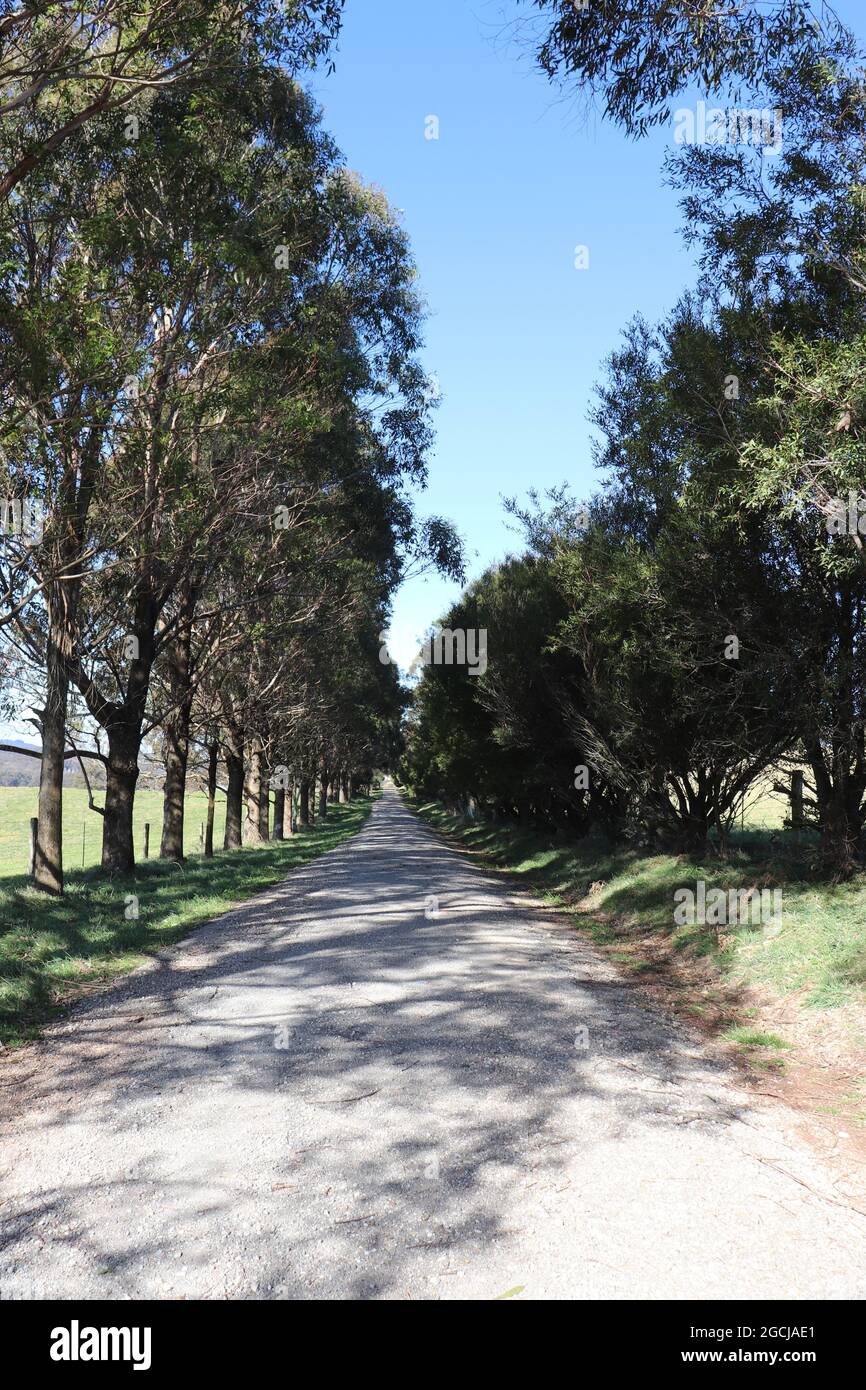 Tree alley in the countryside in Southern Highlands, Australia Stock ...