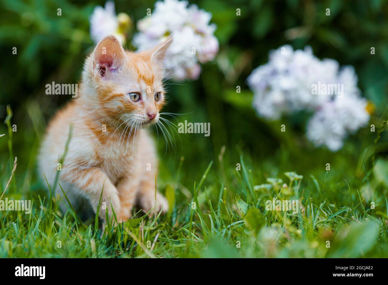 Adorable red kitten with green eyes posing outdoors in grass Stock ...