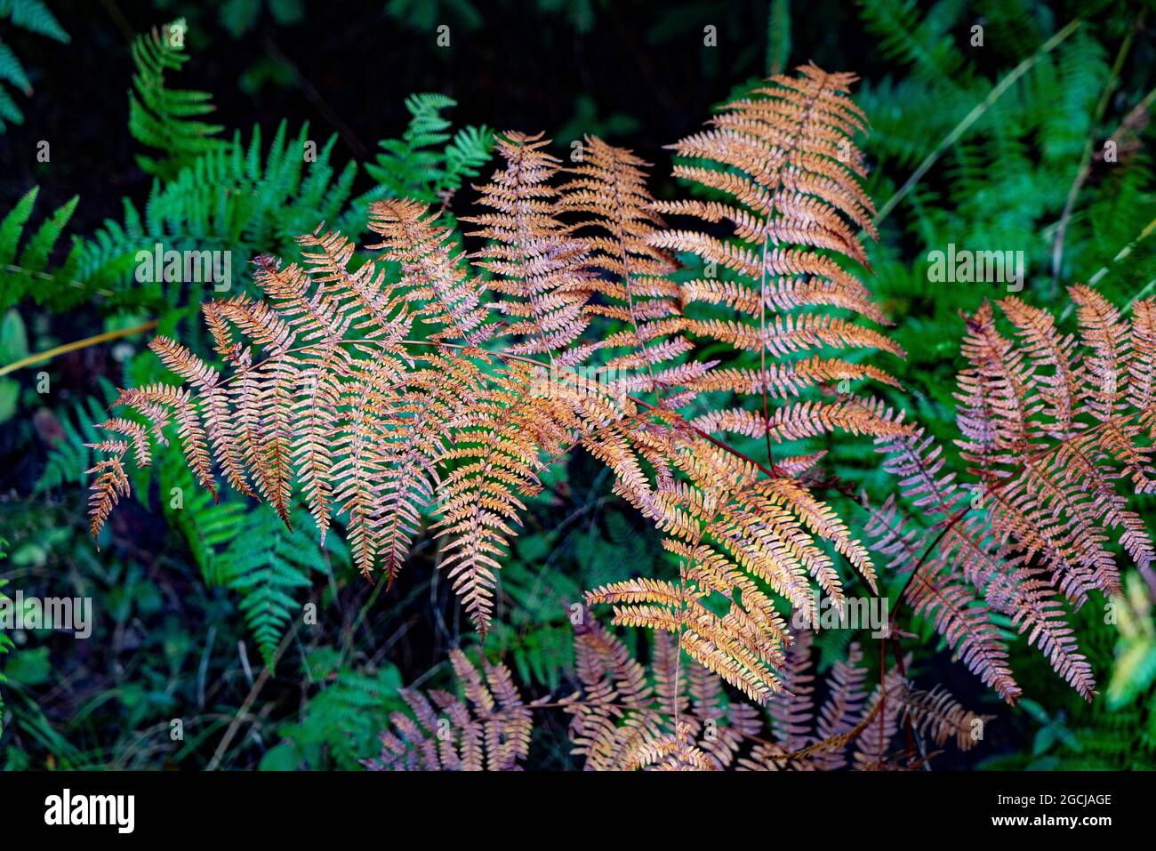 Autumn Fern High Resolution Stock Photography and Images - Alamy