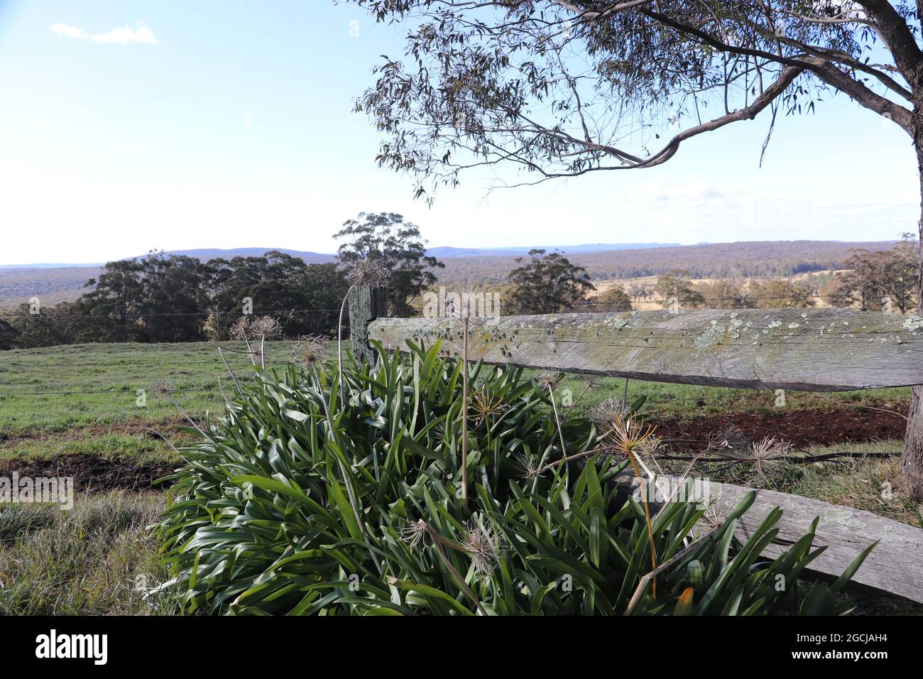Tree and a landscape in Southern Highlands, Australia Stock Photo - Alamy