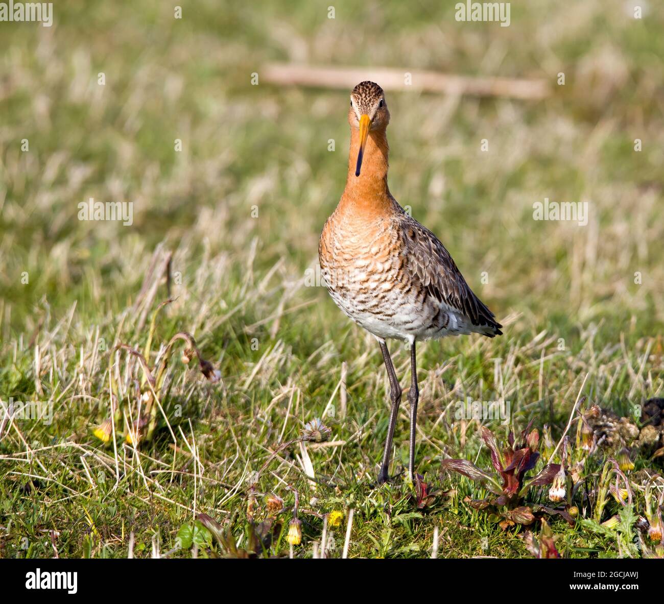 Black-tailed godwit, Limosa limosa Stock Photo - Alamy