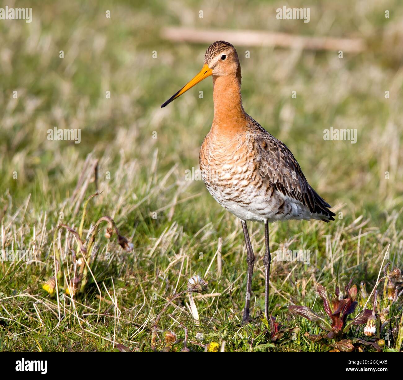 Black-tailed godwit, Limosa limosa Stock Photo - Alamy