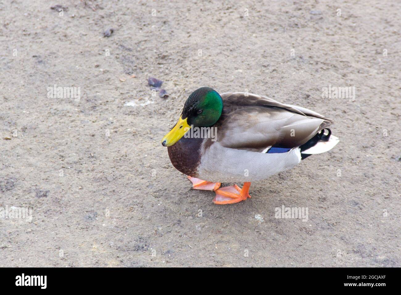 Iced earth hi-res stock photography and images - Alamy