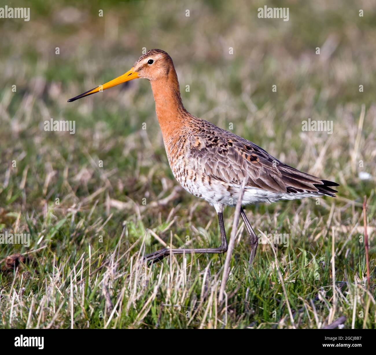 Black-tailed godwit, Limosa limosa Stock Photo - Alamy
