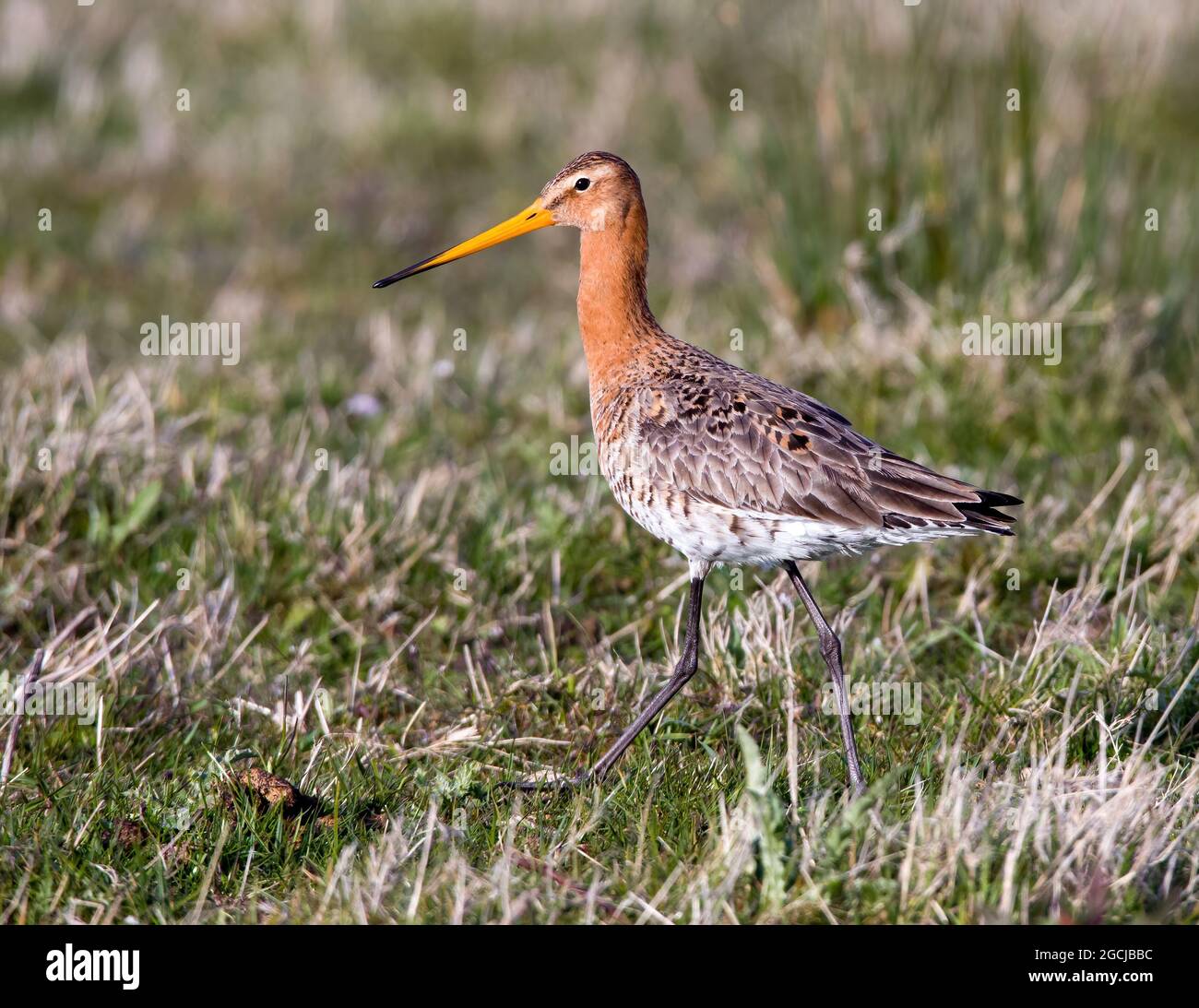 Black-tailed godwit, Limosa limosa Stock Photo - Alamy