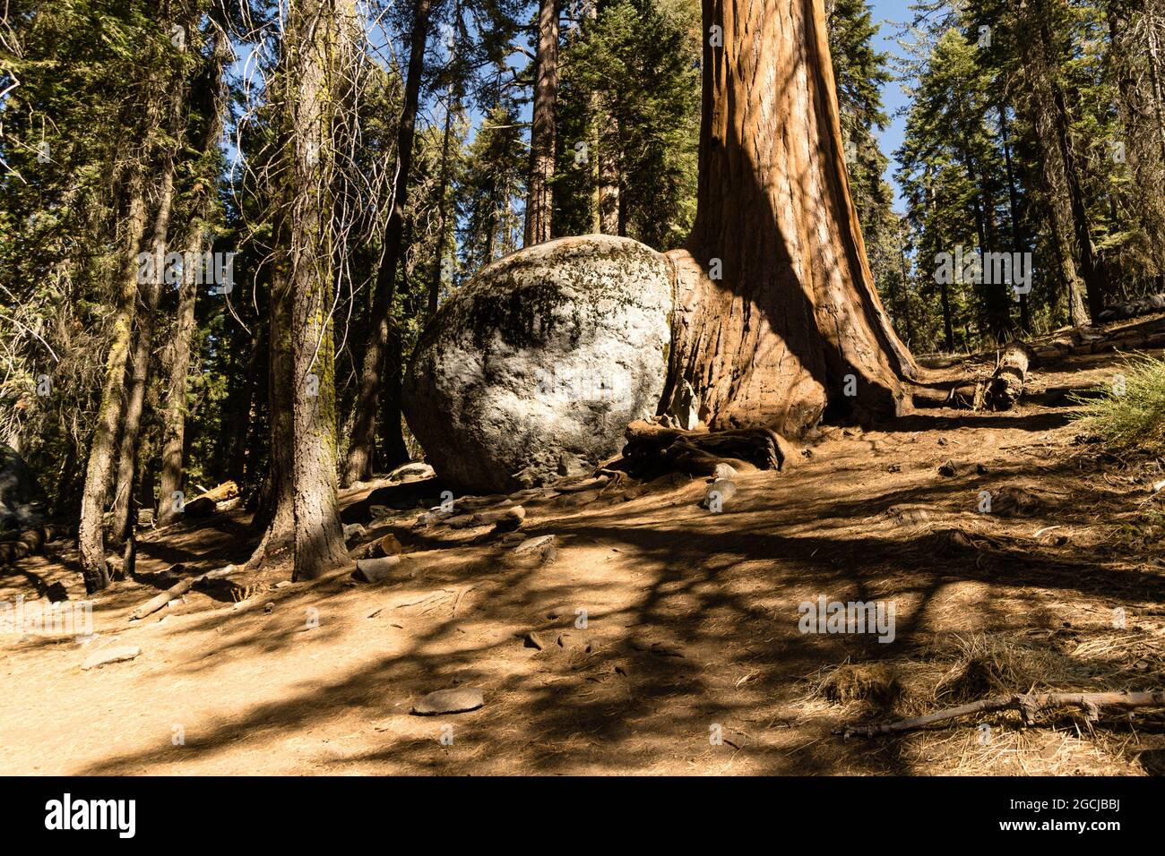 Trees under the sunlight in Sequoia National Park, ?USA Stock Photo - Alamy