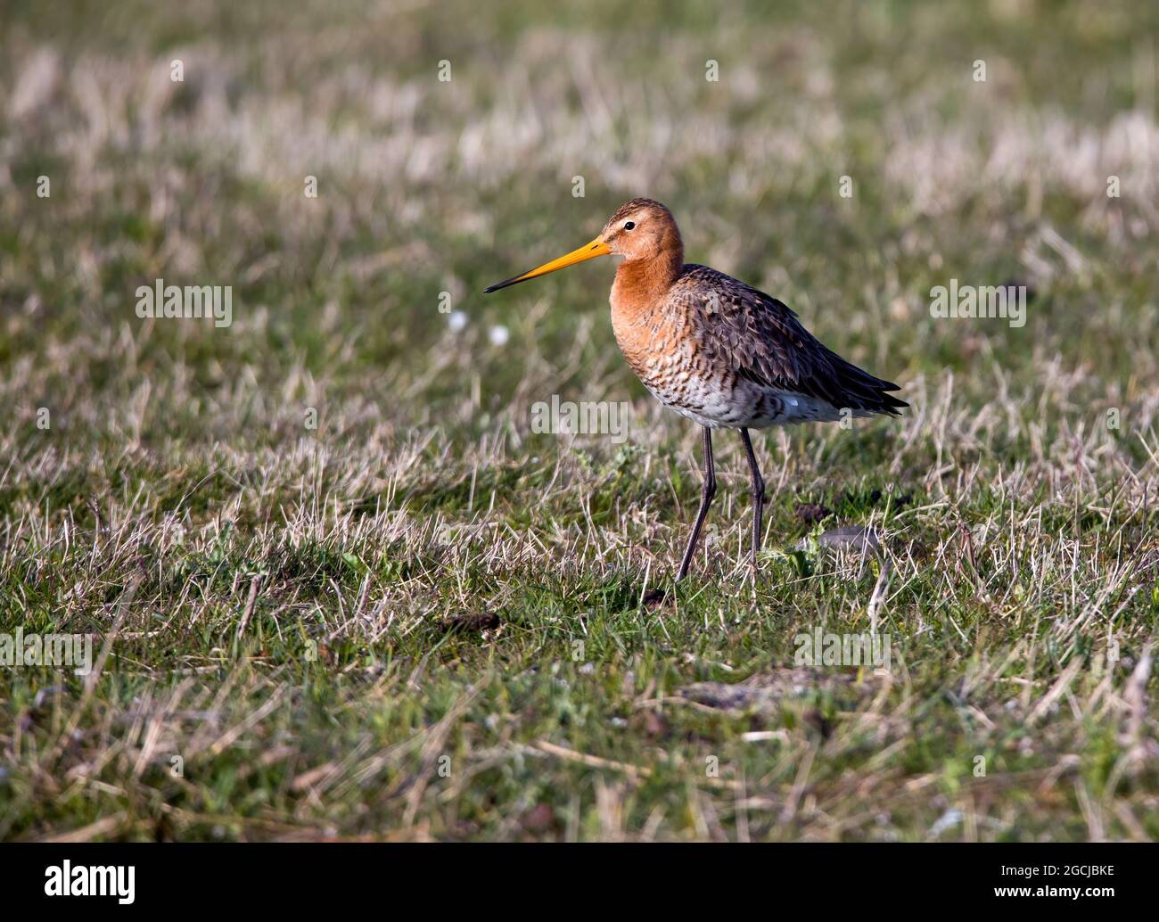 Black-tailed godwit, Limosa limosa Stock Photo - Alamy