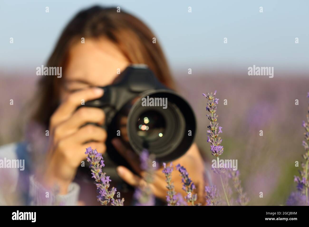 Photographer using dslr camera to take macro photos of lavender in a ...