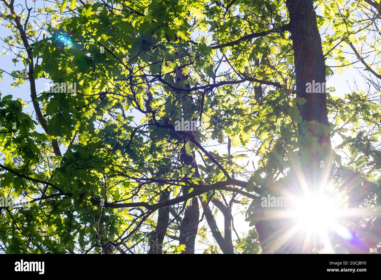 the sun rays through the trees. Nature background Stock Photo - Alamy