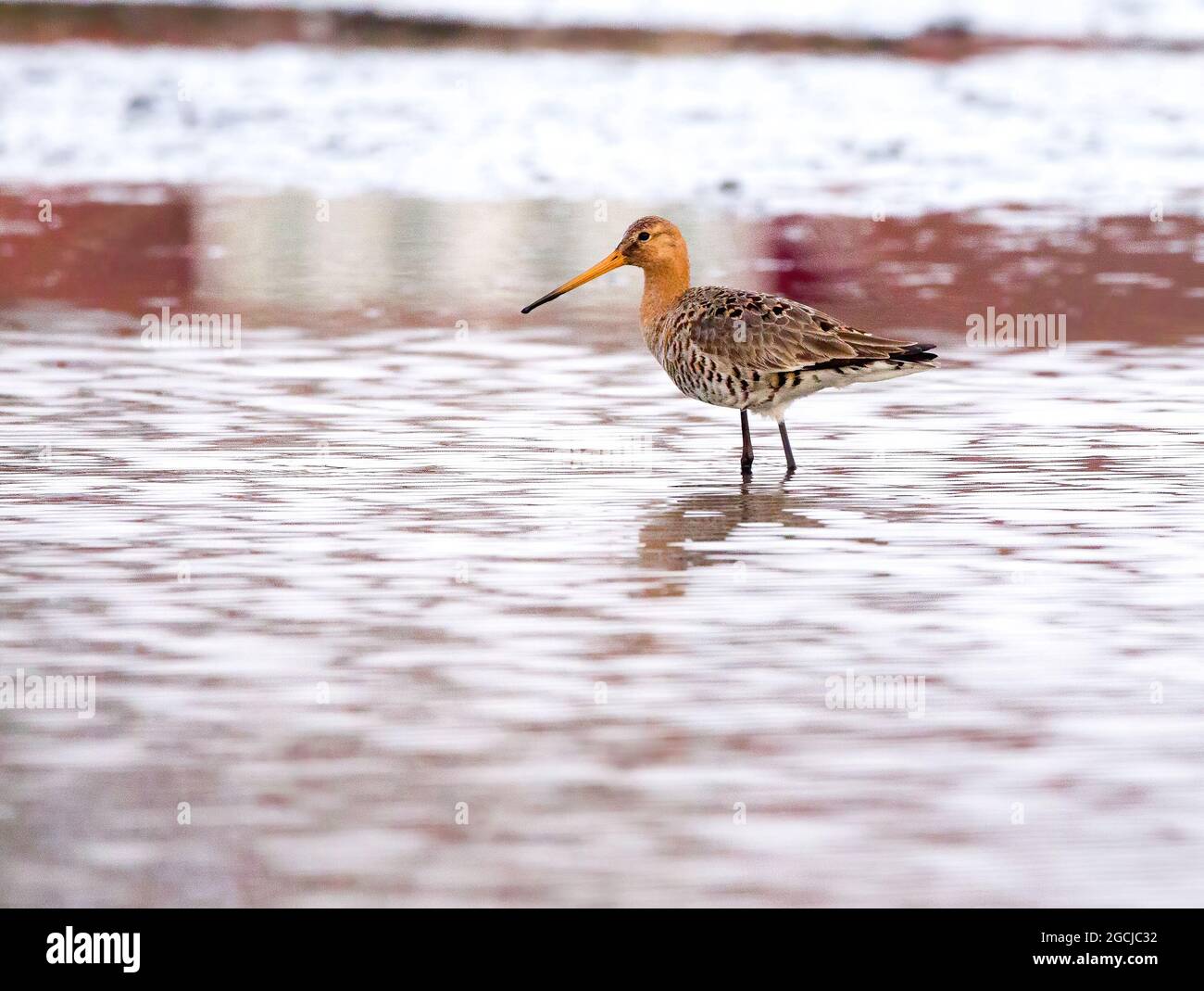 Black-tailed godwit, Limosa limosa Stock Photo - Alamy