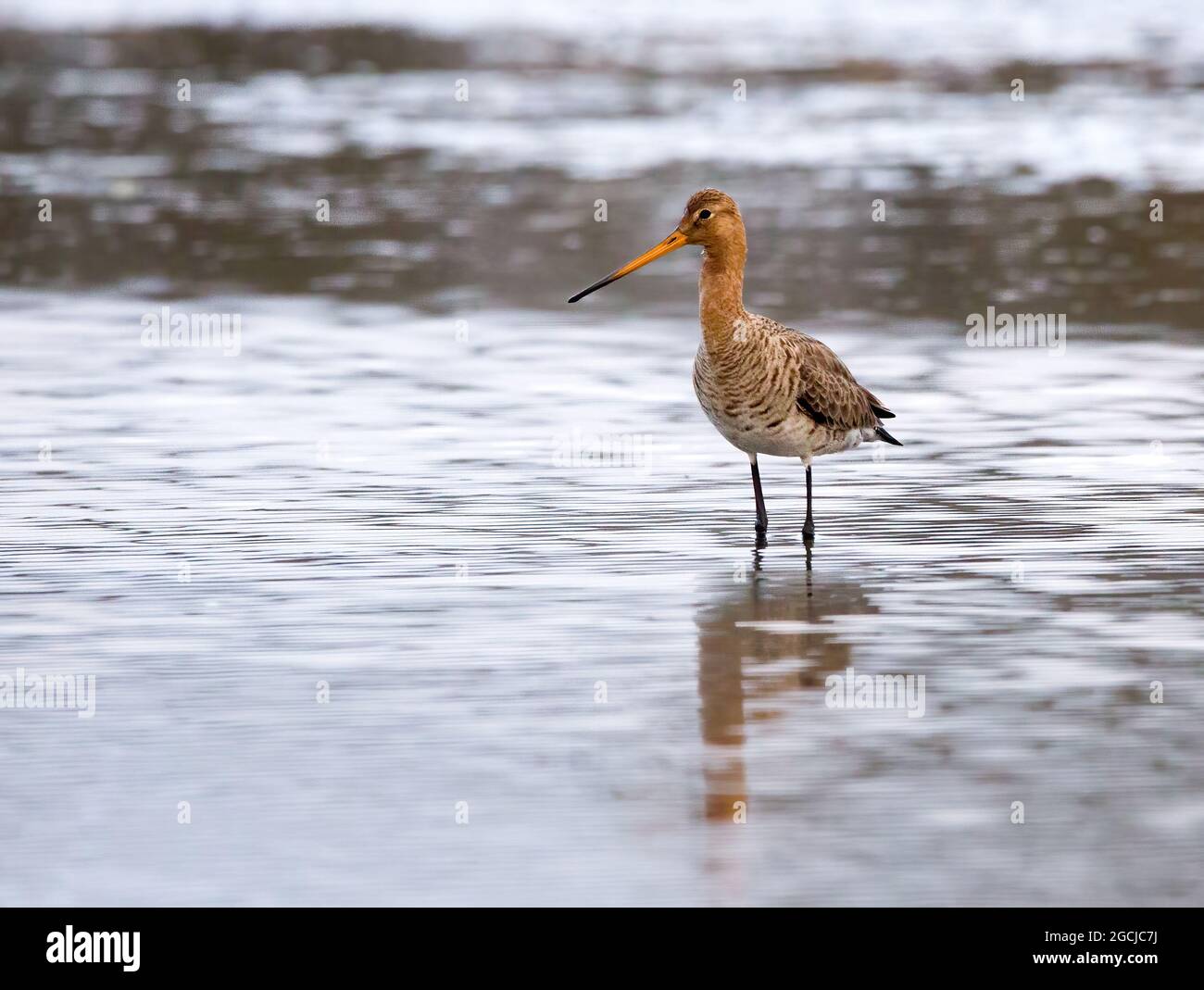 Black-tailed godwit, Limosa limosa Stock Photo - Alamy
