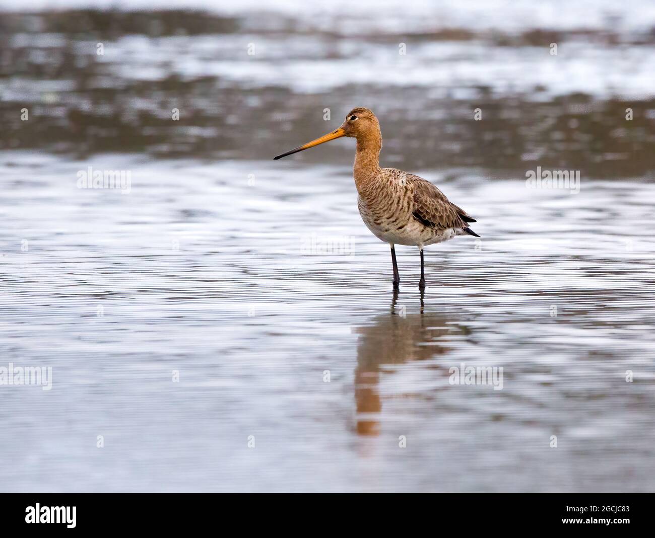 Black-tailed godwit, Limosa limosa Stock Photo - Alamy