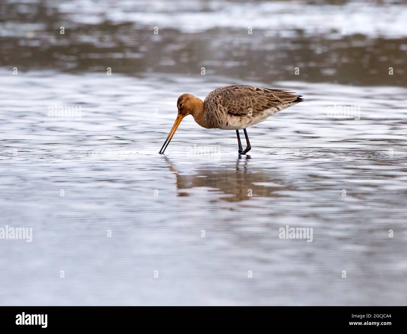 Black-tailed godwit, Limosa limosa Stock Photo - Alamy