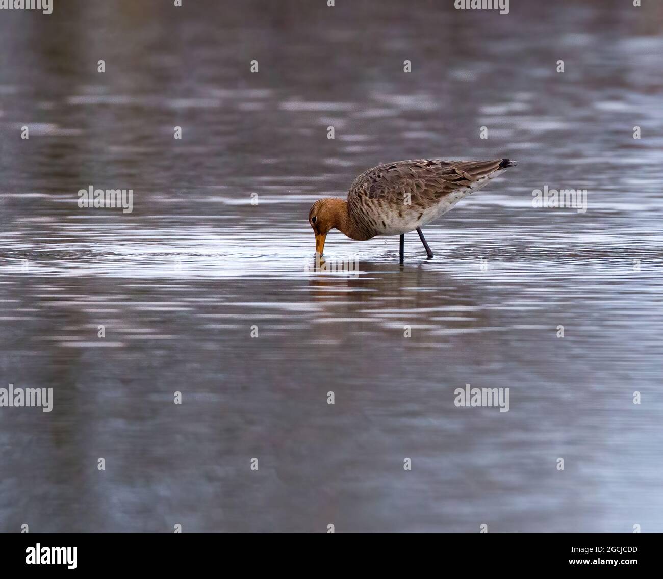 Black-tailed godwit, Limosa limosa Stock Photo - Alamy