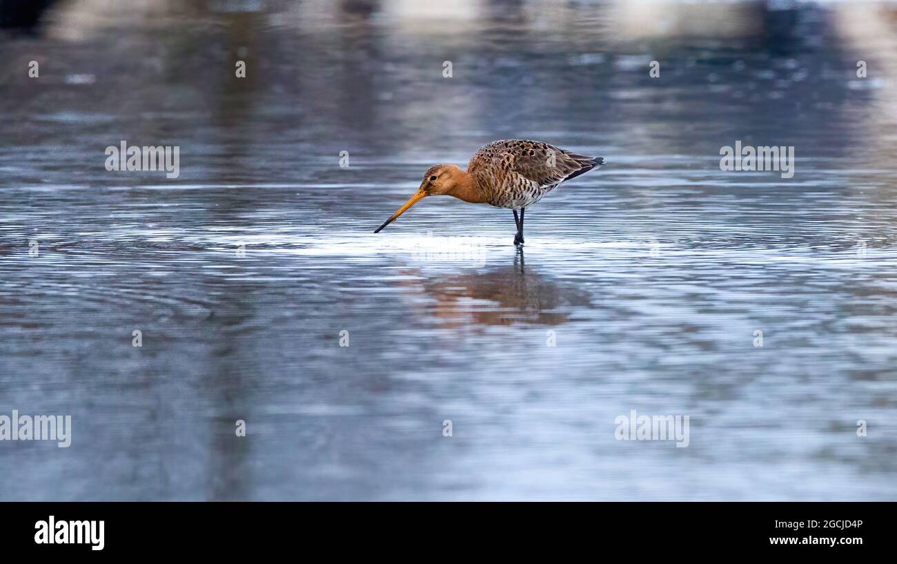 Black-tailed godwit, Limosa limosa Stock Photo - Alamy