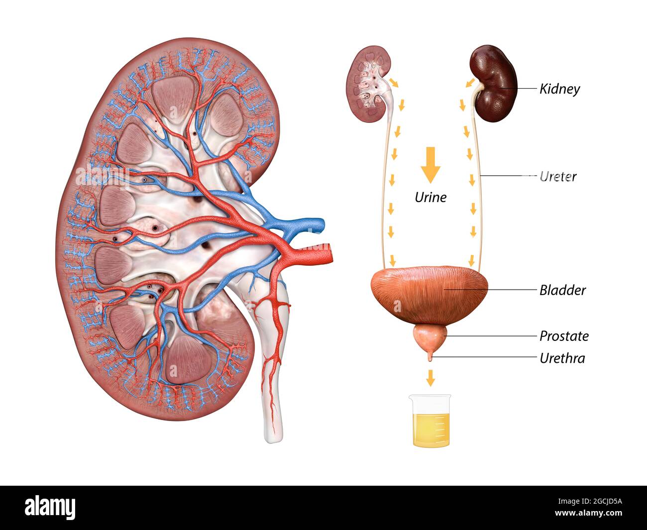 Kidney And Bladder Anatomy