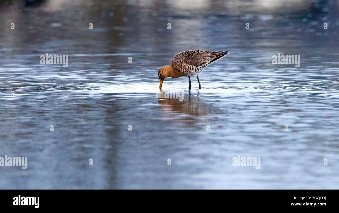 Black-tailed godwit, Limosa limosa Stock Photo - Alamy