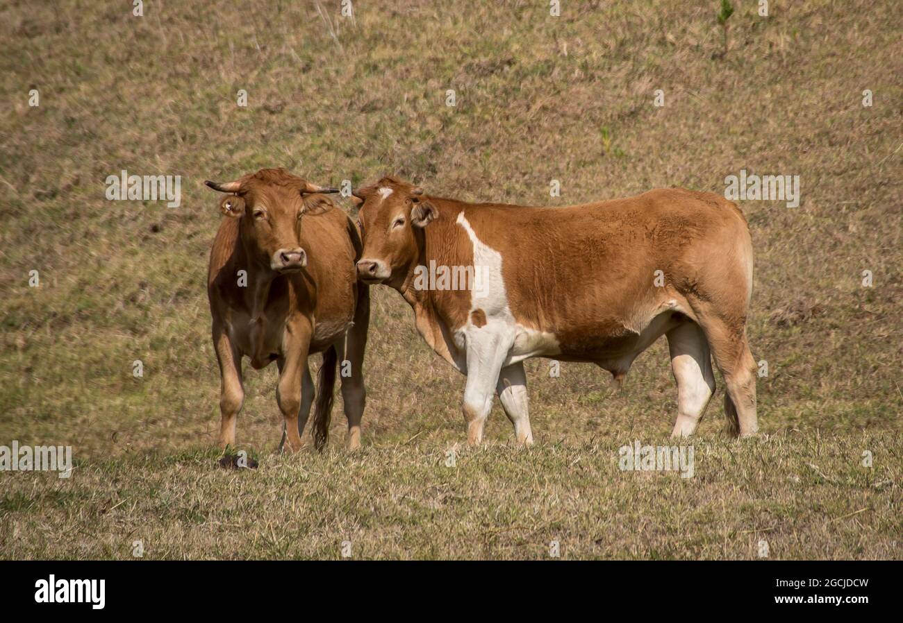 Two young brown and white bulls standing in a grassy field , looking at ...