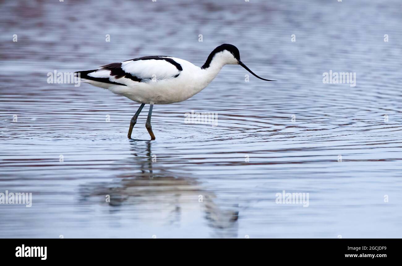 Pied avocet, Recurvirostra avosetta Stock Photo - Alamy
