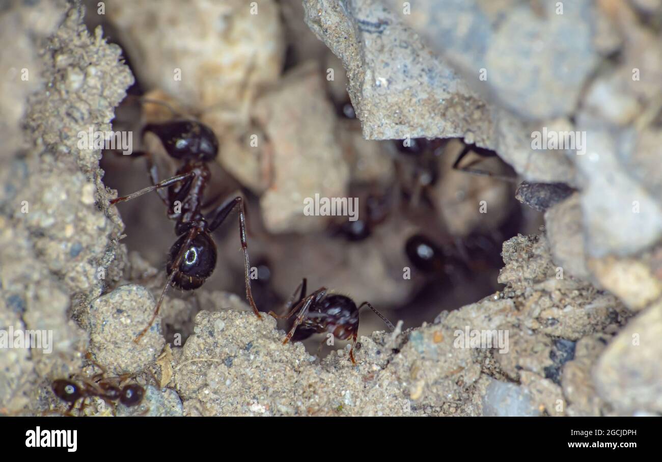 Group of ants on the ground close up Stock Photo - Alamy