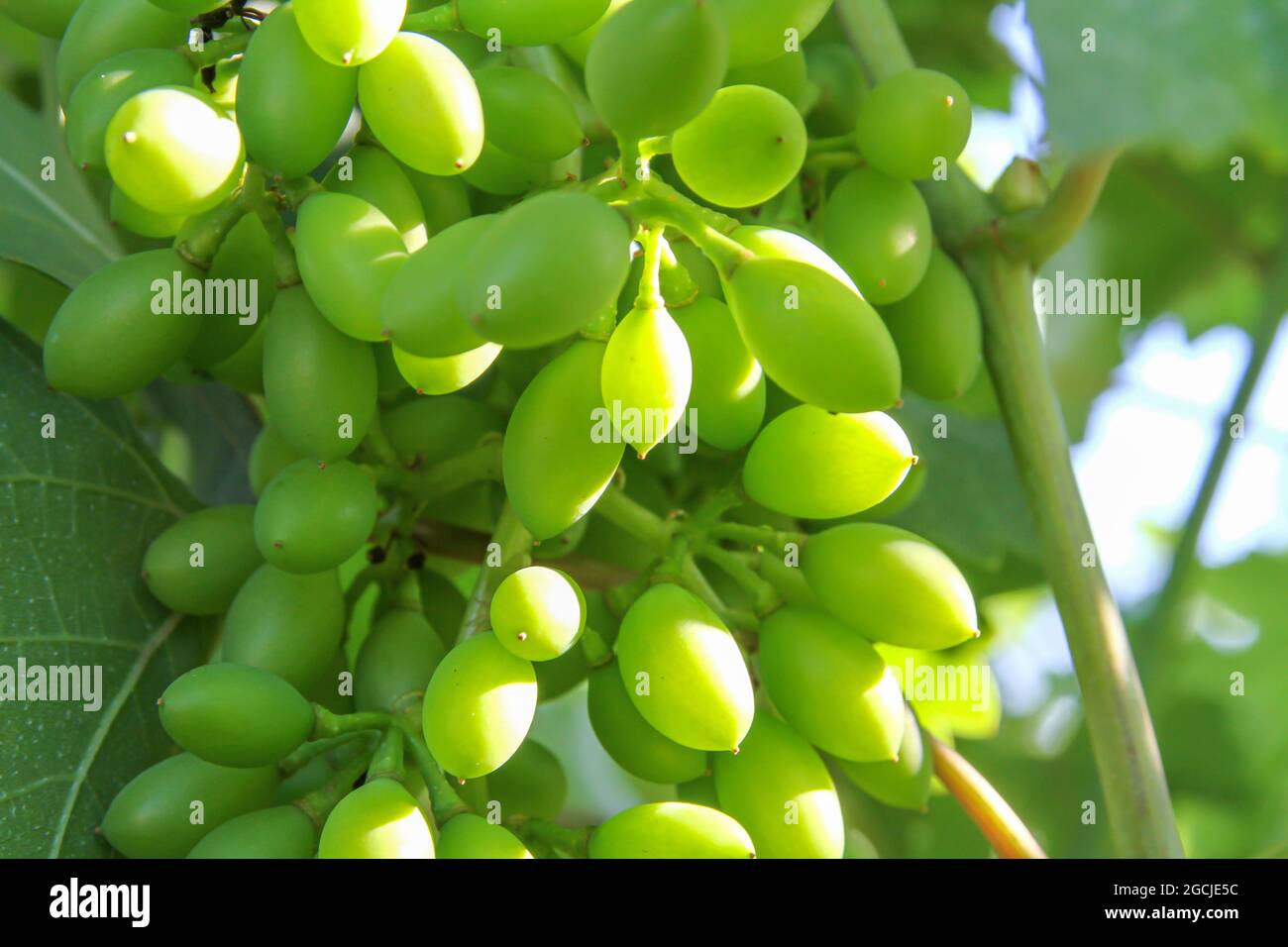 young green grapes macro close up Stock Photo - Alamy