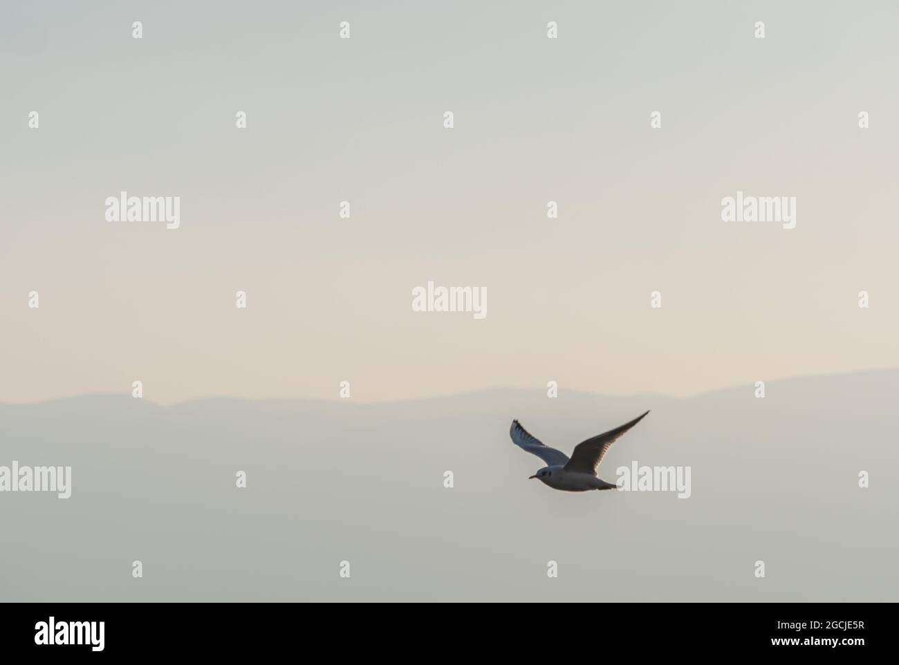 gulls fly over lake Ohrid, natural background Stock Photo - Alamy