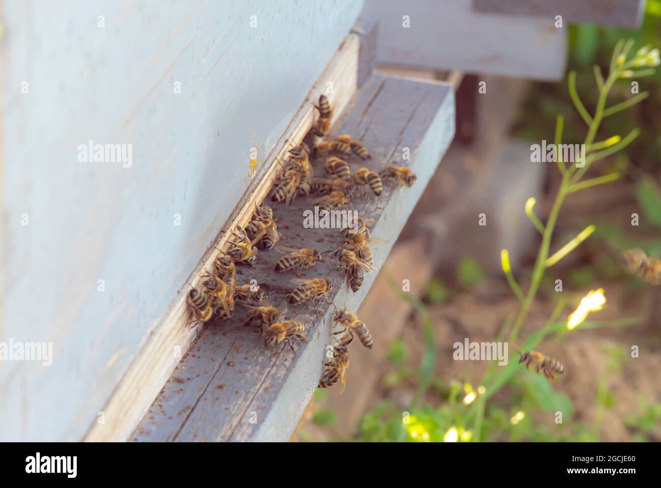 Honey bees at coming and going at the hive close up Stock Photo - Alamy
