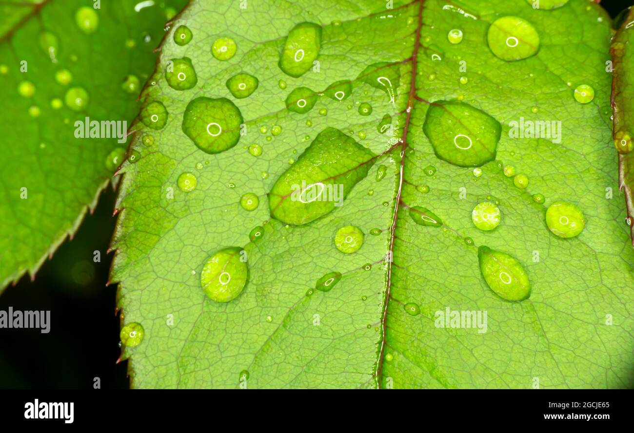 macro green leaf rain drop, close up Stock Photo - Alamy