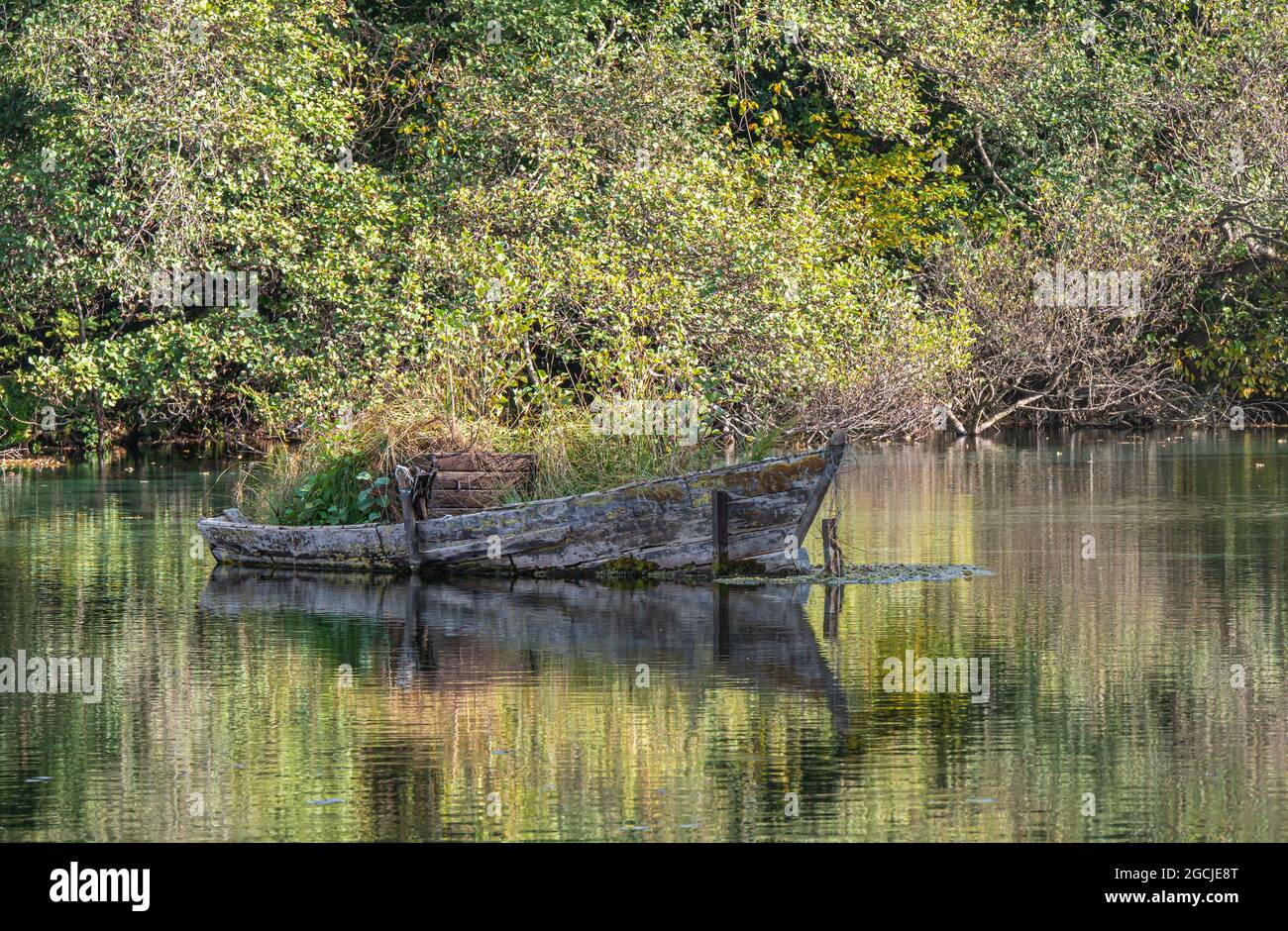 old little boat in the water, natural Stock Photo - Alamy
